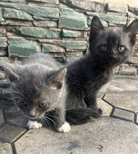 Продаются котята