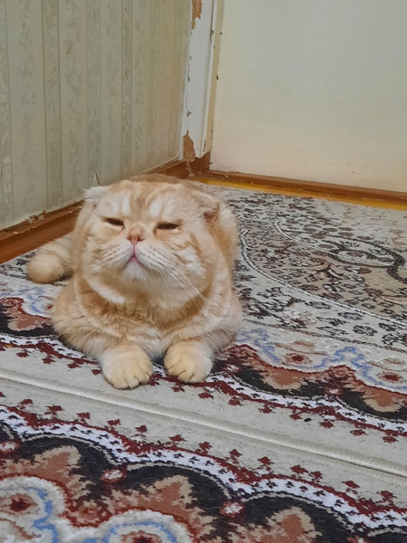 Кот скоттиш фолд, родословный,  ищет подругу для вязки