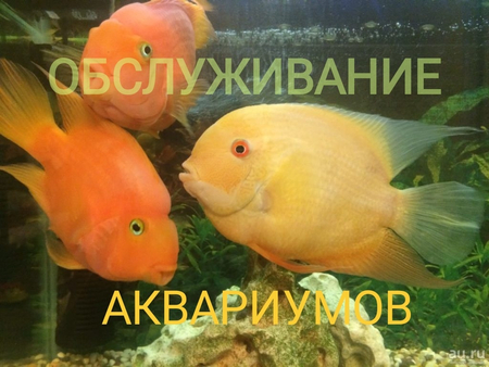 Чистка аквариумов