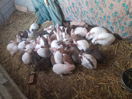 Продаются кролики