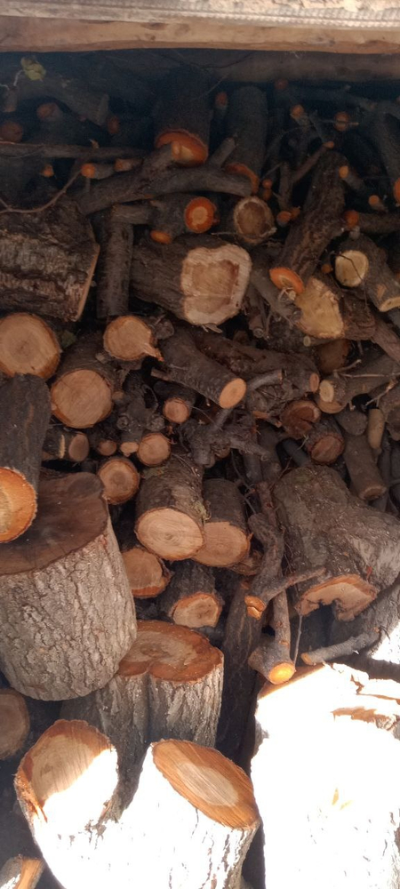 Otin bor mevali daraxt