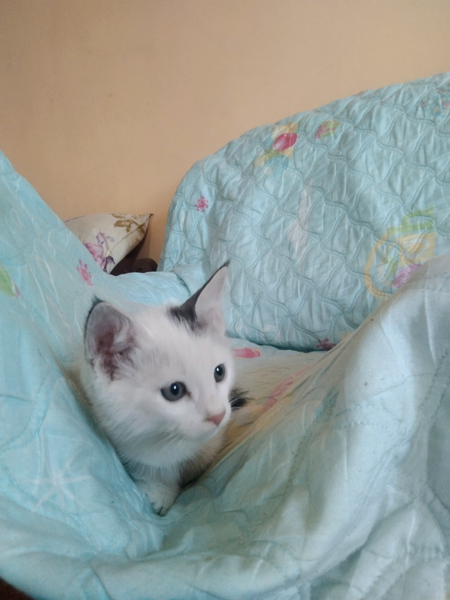 Отдам котят в хорошие руки