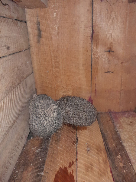 Tikratikon 2 ta sotiladi,uyda boqilgan soglom