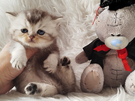 британский котёнок шиншилла