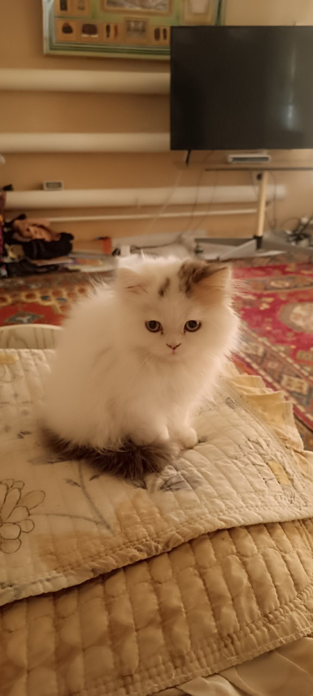 4 oyli mushuk bolasi