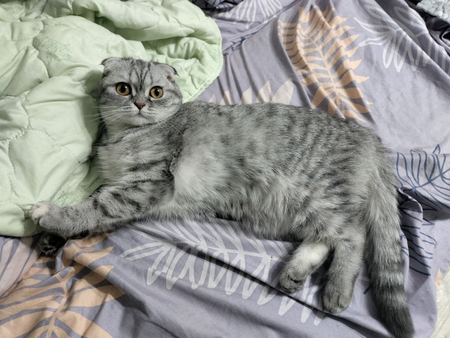 Продается скотиш фолд