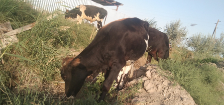 buqachalar sotiladi