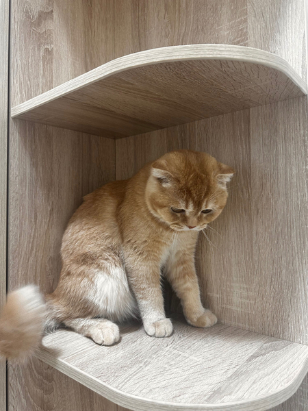 Вязка кота (Scotish fold)