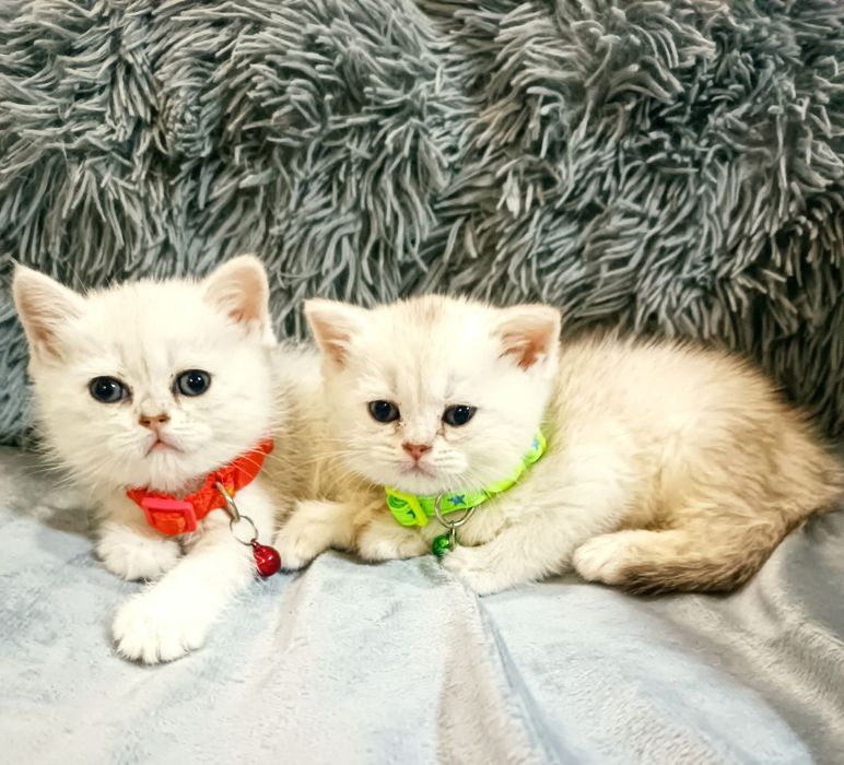 Шотландские вислоушки