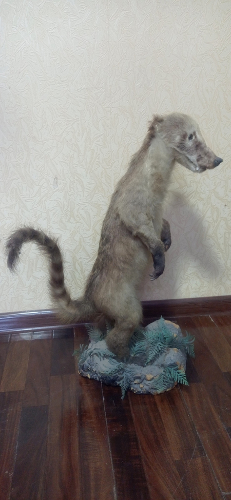 Продаются чучела