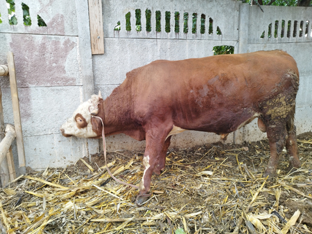 Simmental gibrid buqa