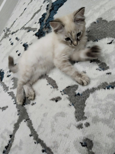 Mushuk  sotiladi