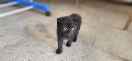 Породистые котята