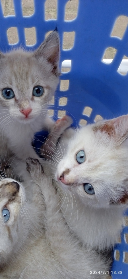 Продаются котята
