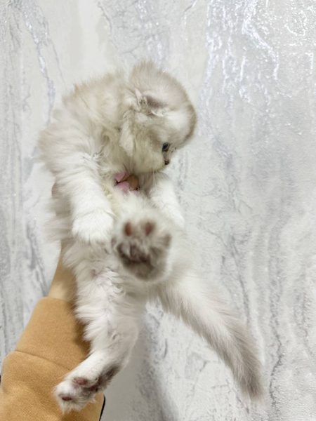 Продаётся котята