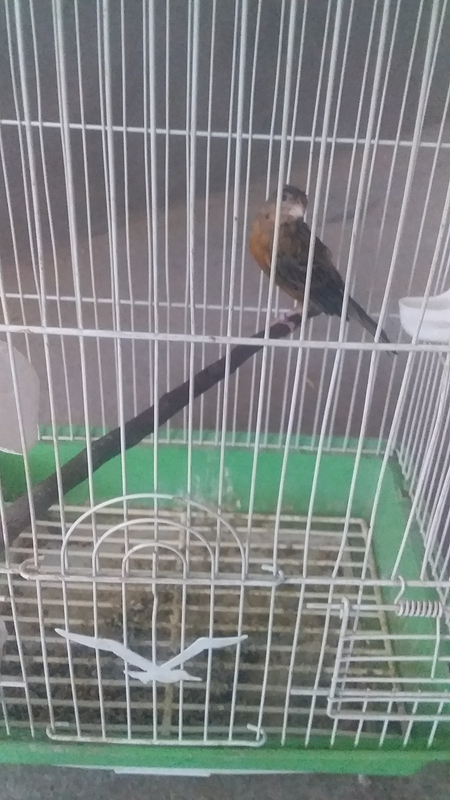 Kamareka sotiladi yeb ichishiga ranglariga javob