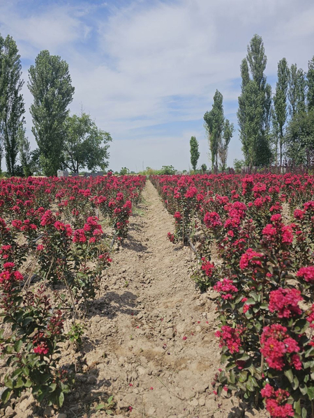 Индийский сирень Lagerstroemia Cherry Mocha
