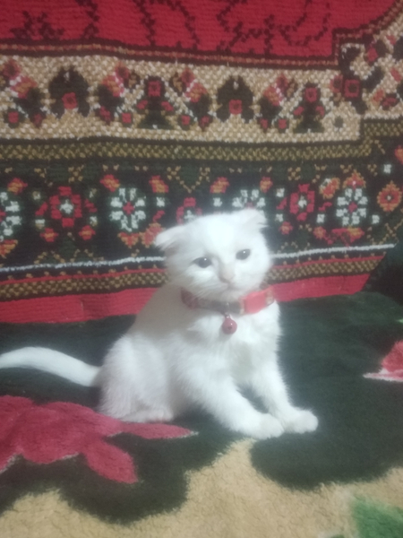 Кошка веслоухая разноглазая