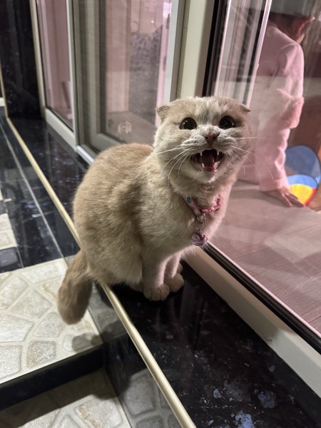 Кошка парода scottish fold