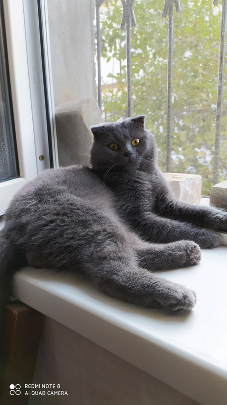 ВЯЗКА КОТА!  Скотишь Фолд
