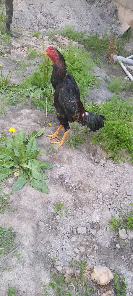 Dakan xoroz. Zotli narsa