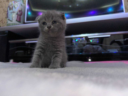 Вислоухие котята