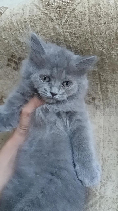 Продаётся котенок скоттиш страйт хайленд