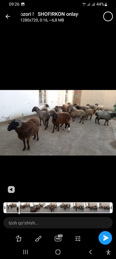Qo\\\'chqorla sotiladi to\\\'ybob badani zo\\\'r Shofirkonda
