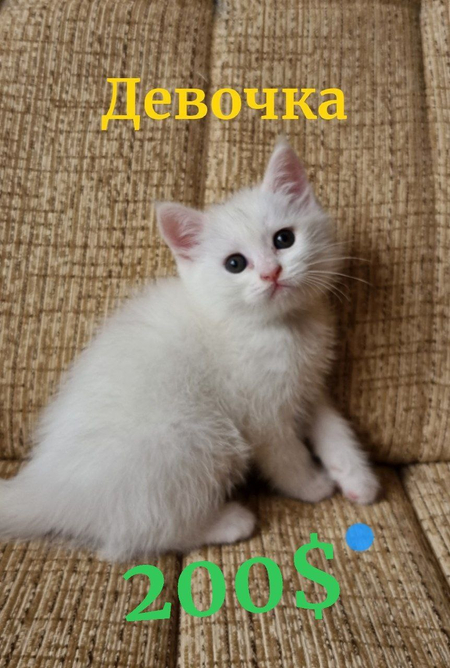 Продаётся котята Скотиш Фолд и Скотиш Страйт