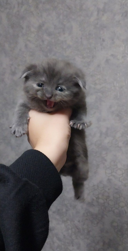 Котик лео сотилади