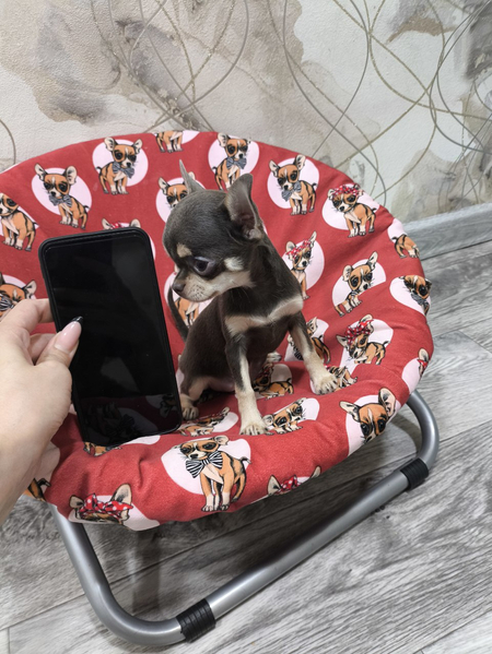 Продаётся мини чихуахуа
