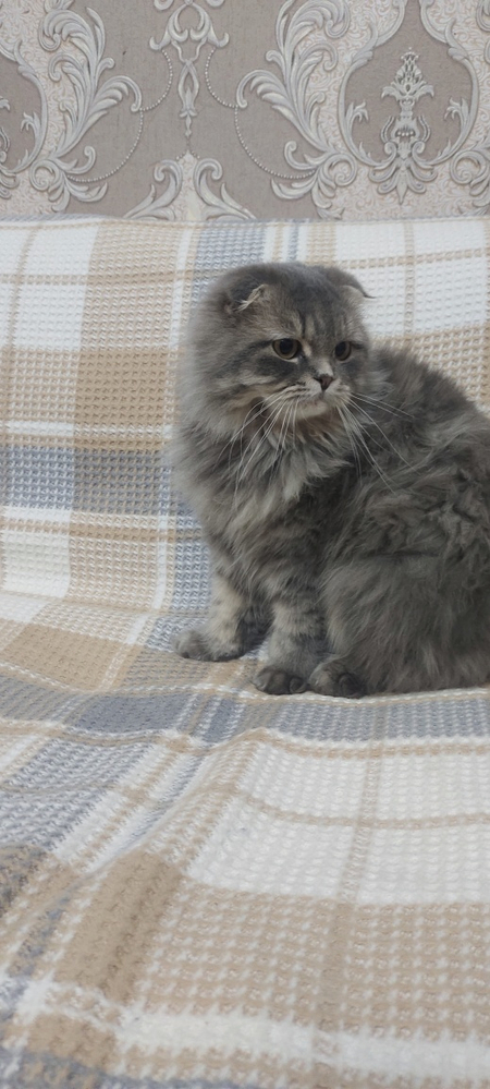 Продается Кот породы Скоттиш фолд