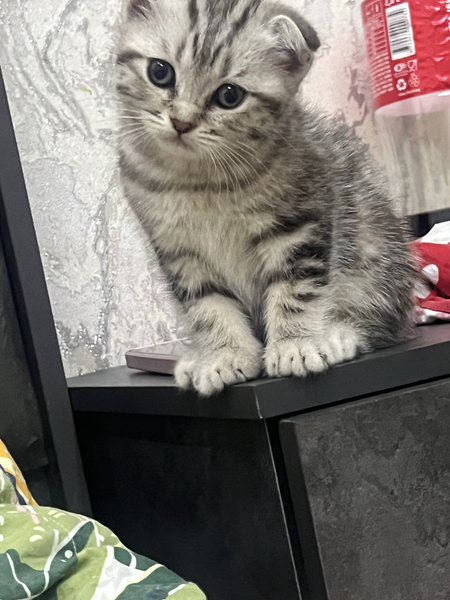 Продаются плродистые котята Скоттиш фолд мальчик и девочка 2 месяца