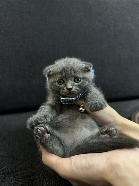 Шотландский кошки (Шотландский вислоухий)