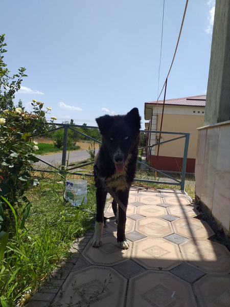 Собака хаски ранги кора ок