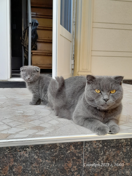 Британская короткошёрстная кошка