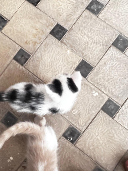 Котята полтора месяца ходят в лоток