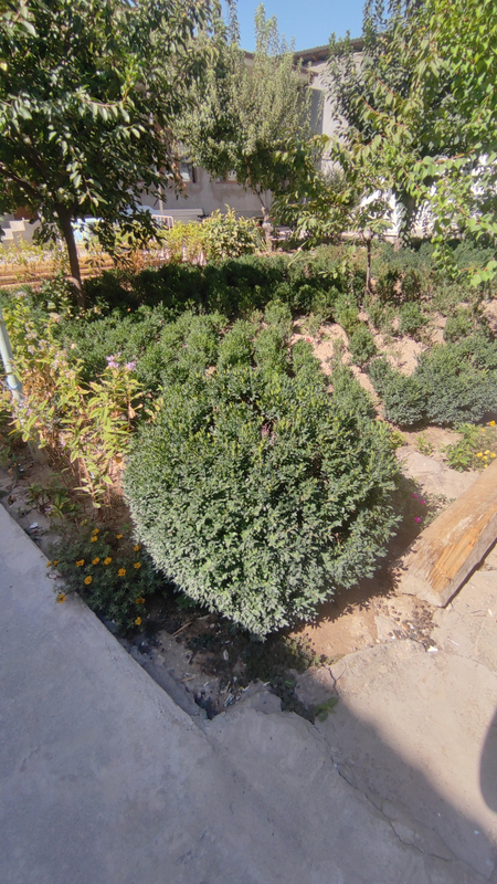 Shamshod sotiladi