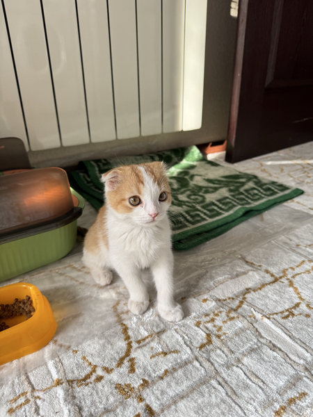 скоттиш фолд