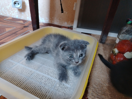 Продаю котёнок. Срочно