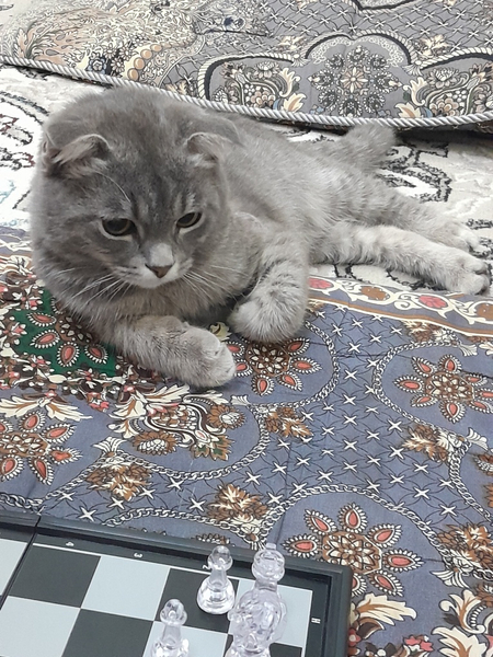 Котёнок 5 месяца мальчик