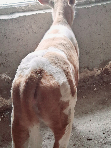 Ona bola Smental sotolida srochna