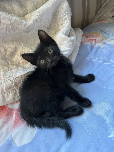 Котенок доброму и хорошему человеку!
