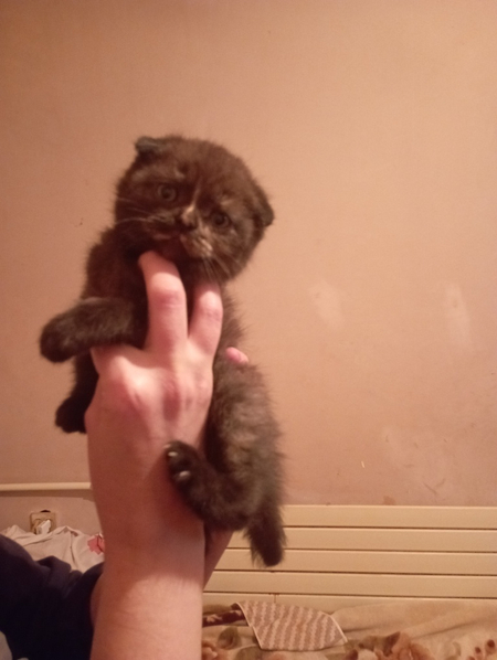 Продаются котята