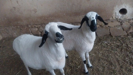 Qora quloq quylar sotiladi
