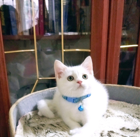 Продается белый котенок скотиш страйт.