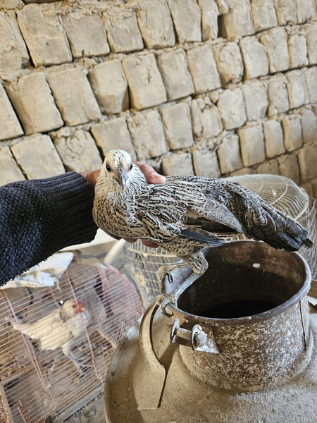 Yaponcha sotiladi