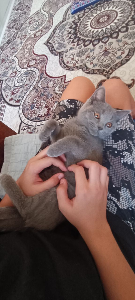 Кошка британская порода