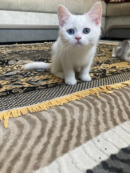 Mushukchalar sotiladi 3 oylik 1ta o'g'il 2ta qiz