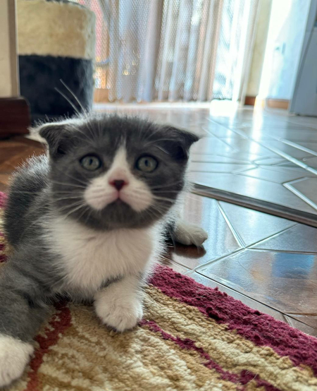 Срочно продаются котята породистые